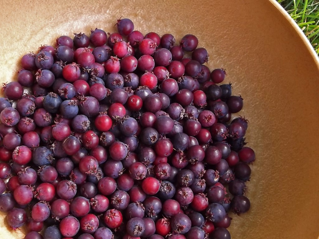 Serviceberry Coffee Cake | Sustaining Beauty